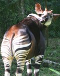 odd animal profile: okapi | Endangered Living