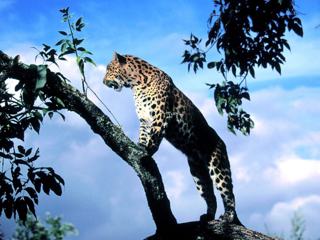 any hope for the amur leopard? | Endangered Living