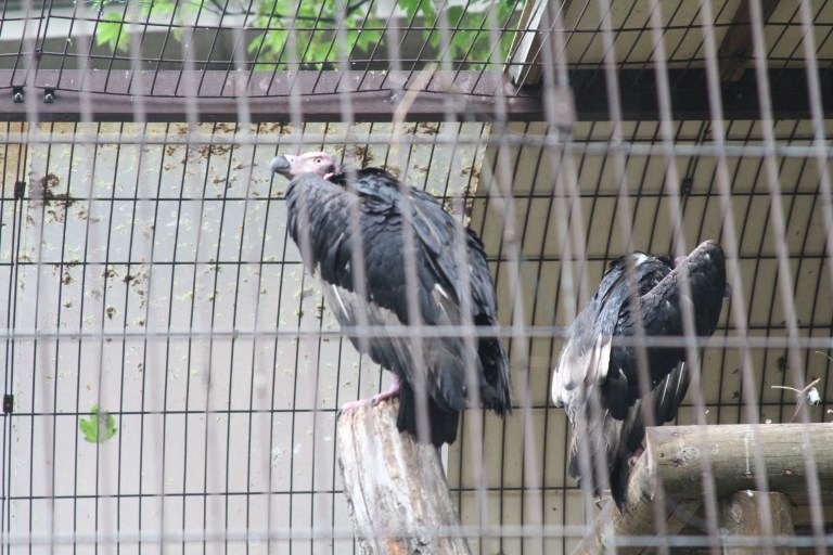 odd animal profile: pondicherry vulture | Endangered Living