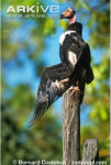 odd animal profile: pondicherry vulture | Endangered Living