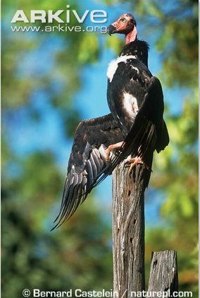 odd animal profile: pondicherry vulture | Endangered Living