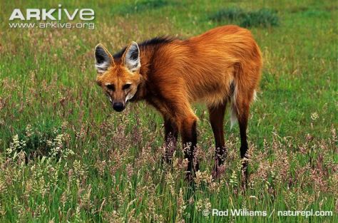 odd animal profile: maned wolf | Endangered Living