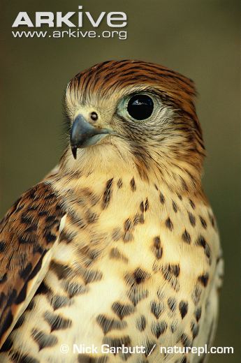 mother Dana and baby Kea | Endangered Living