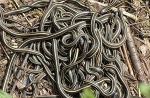 hump day: cross dressers | Endangered Living