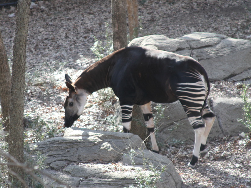 Okapi breeding in Dallas | Endangered Living