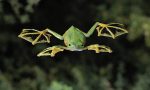 OAP: Flying Frog | Endangered Living