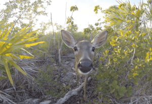 Key Deer | Endangered Living
