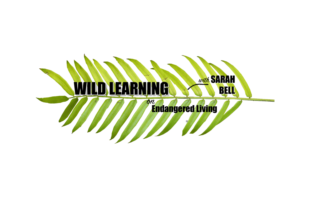 Wild Learning | Endangered Living