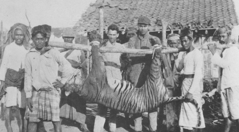 The Bali Tiger | Endangered Living