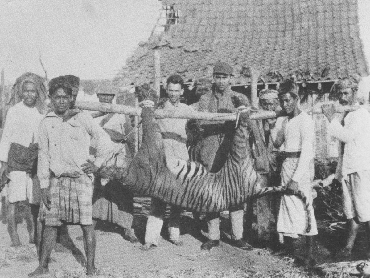 The Bali Tiger | Endangered Living