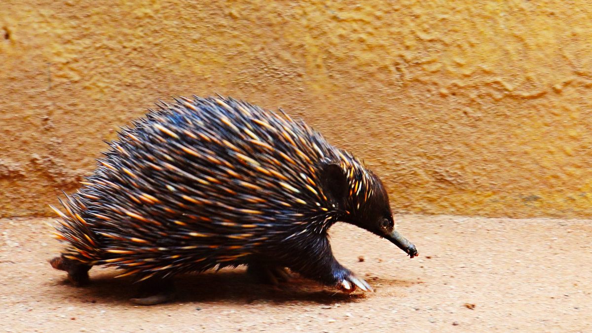 The Weird & Wild Echidna | Endangered Living
