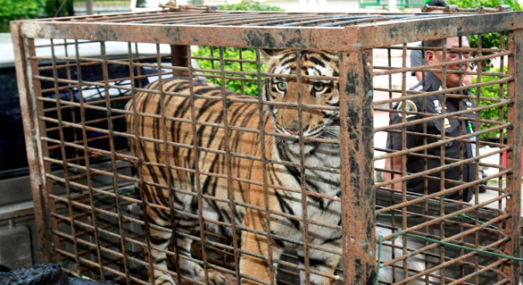 You’ve shared an exotic pet video. Now what? | Endangered Living